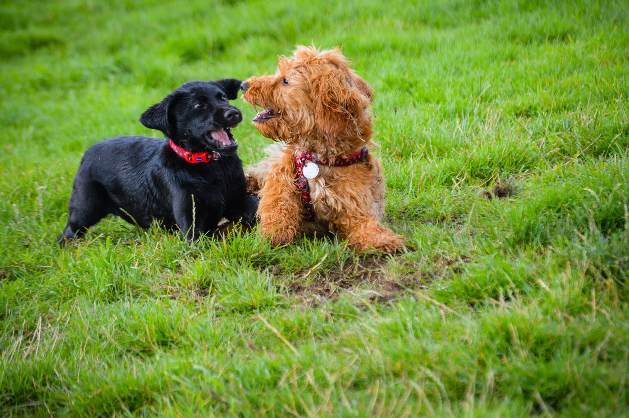 Gallery – Runfree Dog Fields