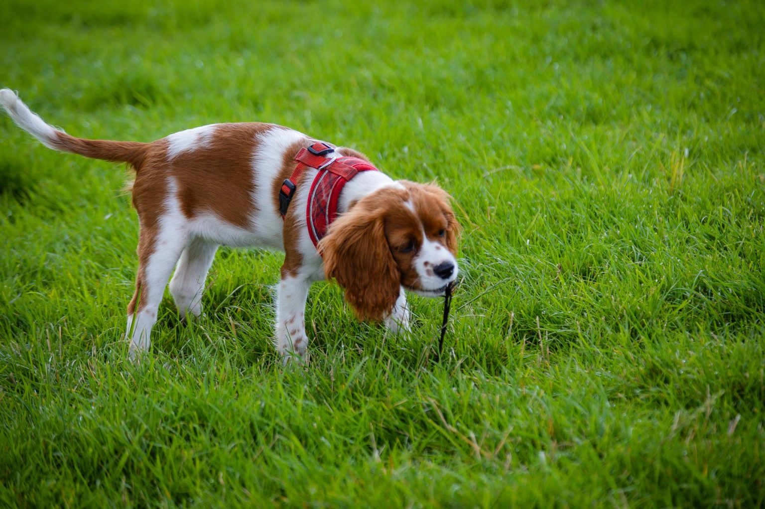 Gallery – Runfree Dog Fields