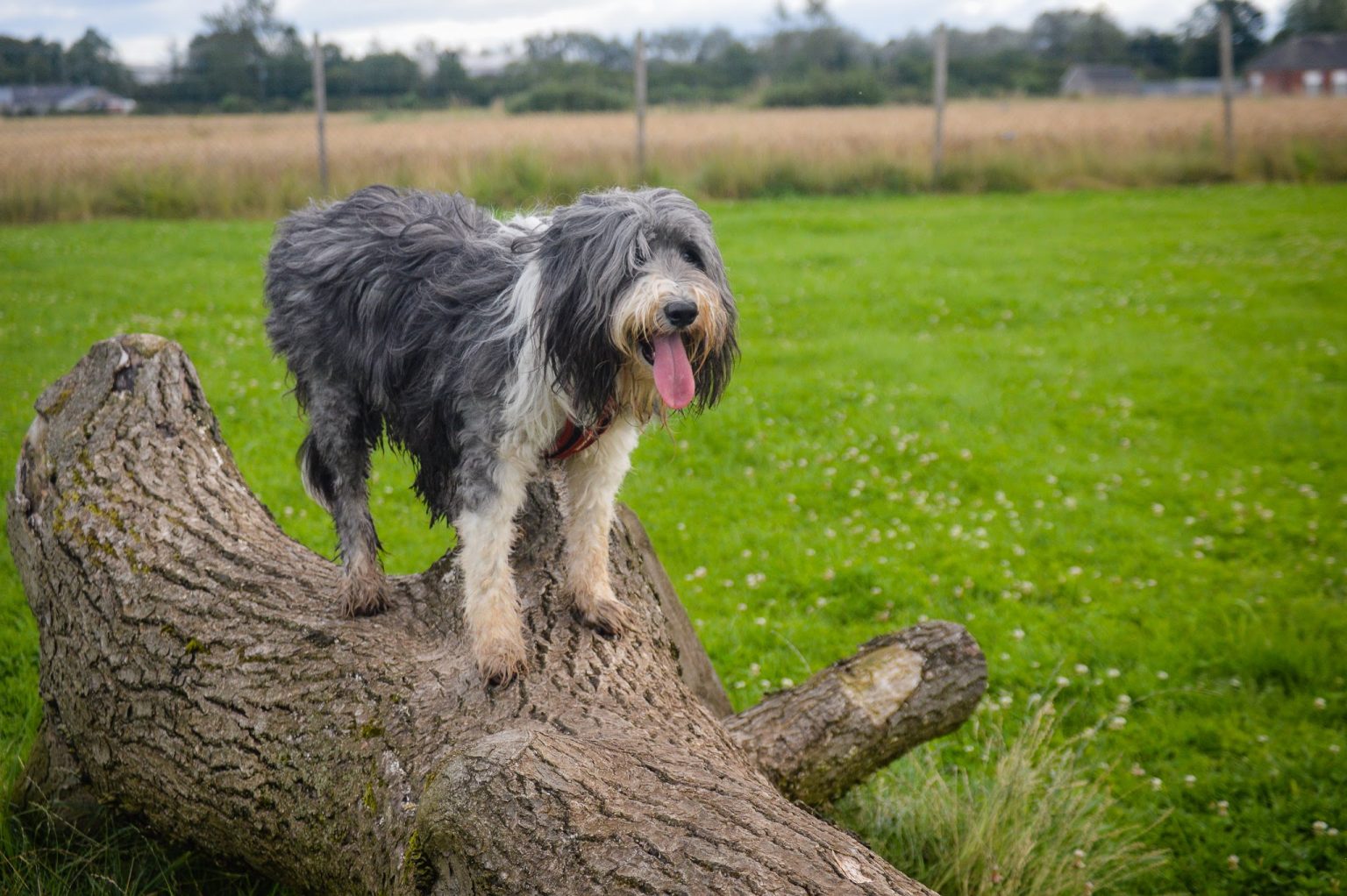 Gallery – Runfree Dog Fields