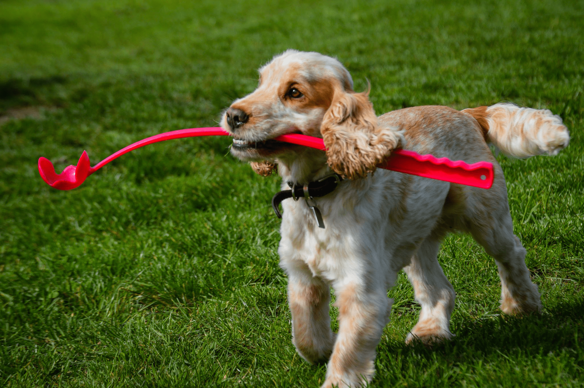 Gallery – Runfree Dog Fields